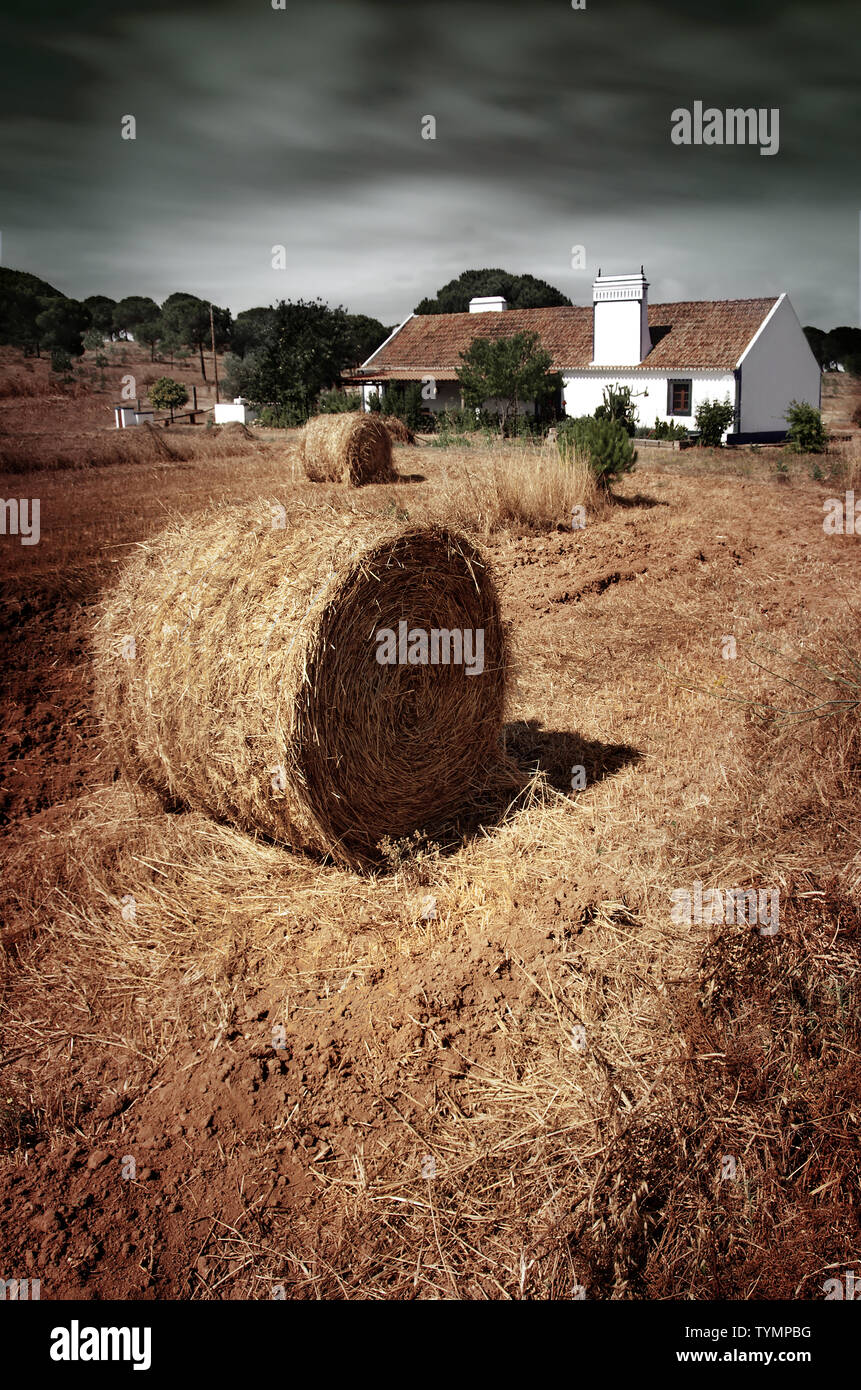 Golden trees and hay field hi-res stock photography and images - Alamy
