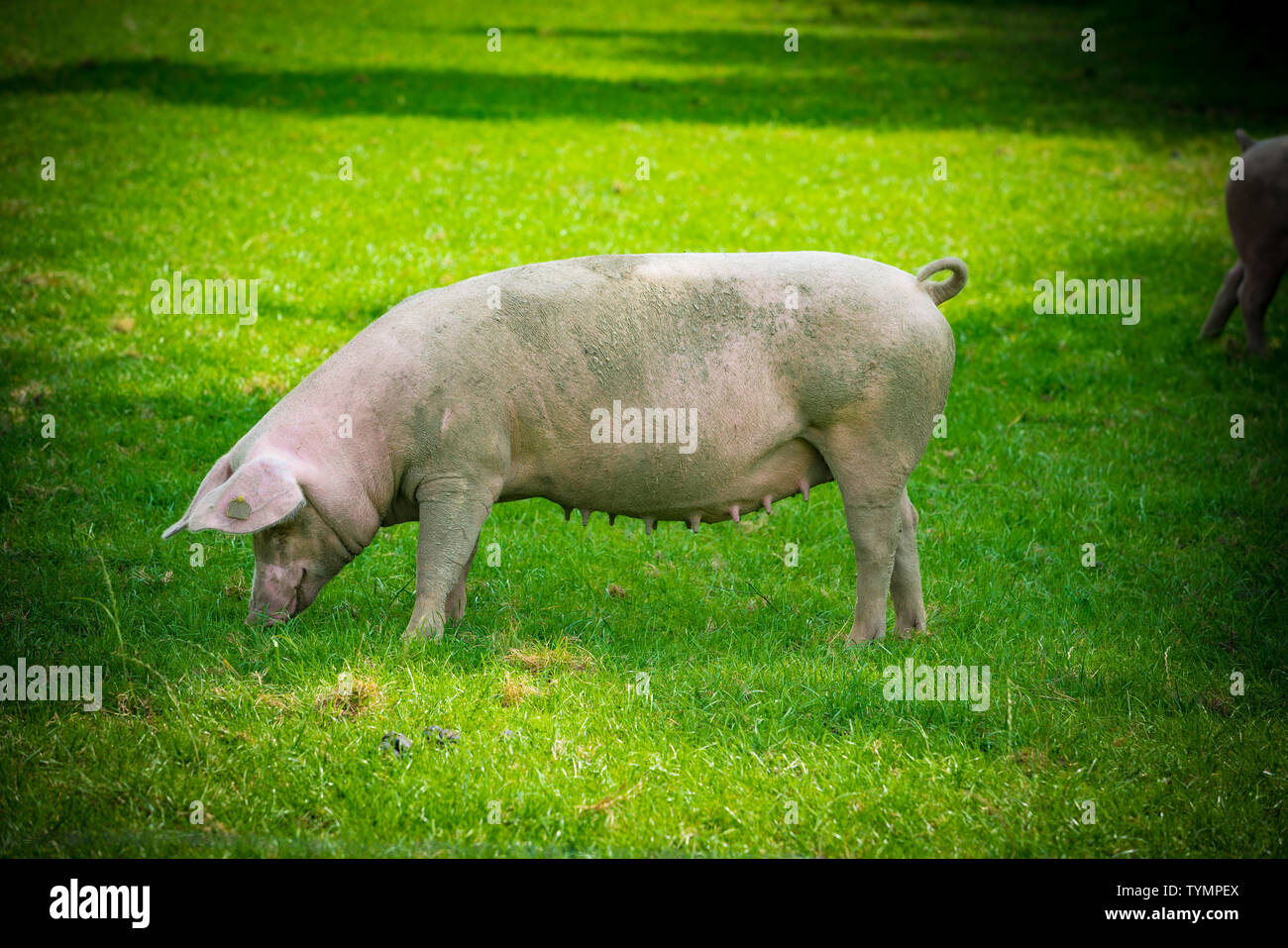 pigs in field. Healthy pig on meadow Stock Photo - Alamy