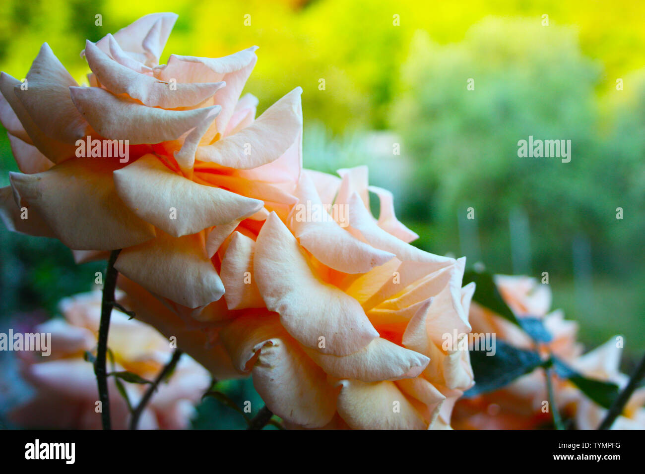home garden. delicate large rose with light, pale colors. faint color ...