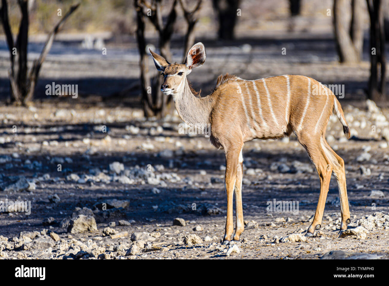 Kudu at an artificial water hole in a Namibian forest, Namibia Stock ...