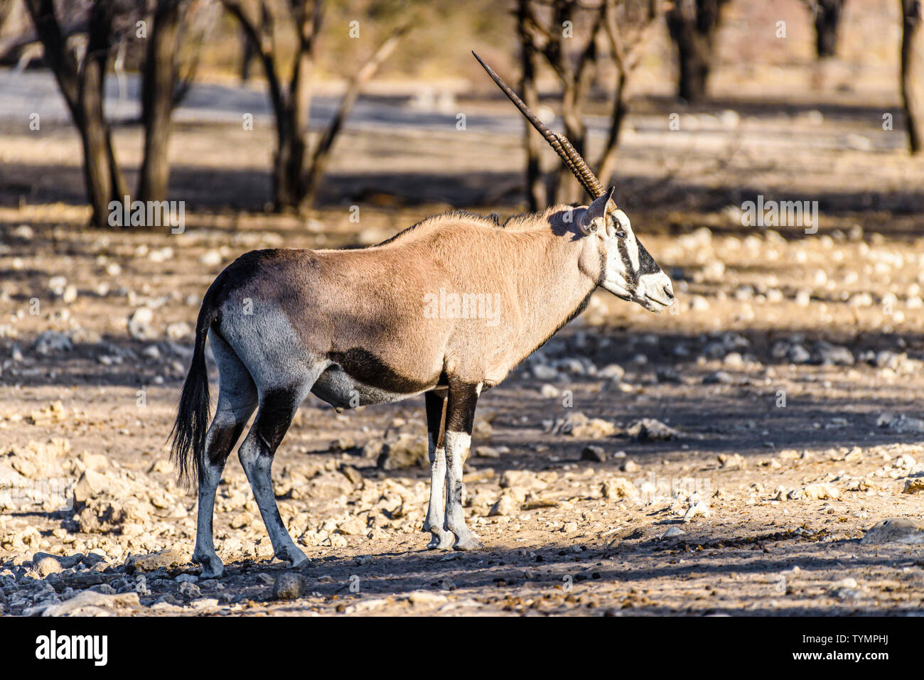 Antelope skeleton hi-res stock photography and images - Alamy