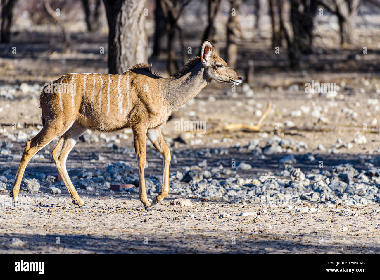 Kudu at an artificial water hole in a Namibian forest, Namibia Stock ...