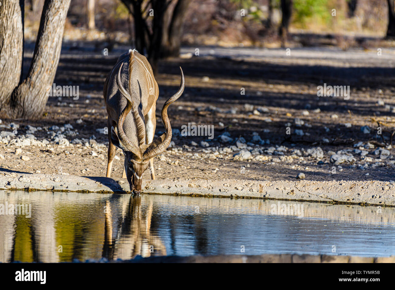 Kudu at an artificial water hole in a Namibian forest, Namibia Stock ...