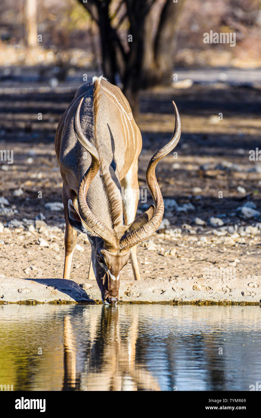 Kudu at an artificial water hole in a Namibian forest, Namibia Stock ...