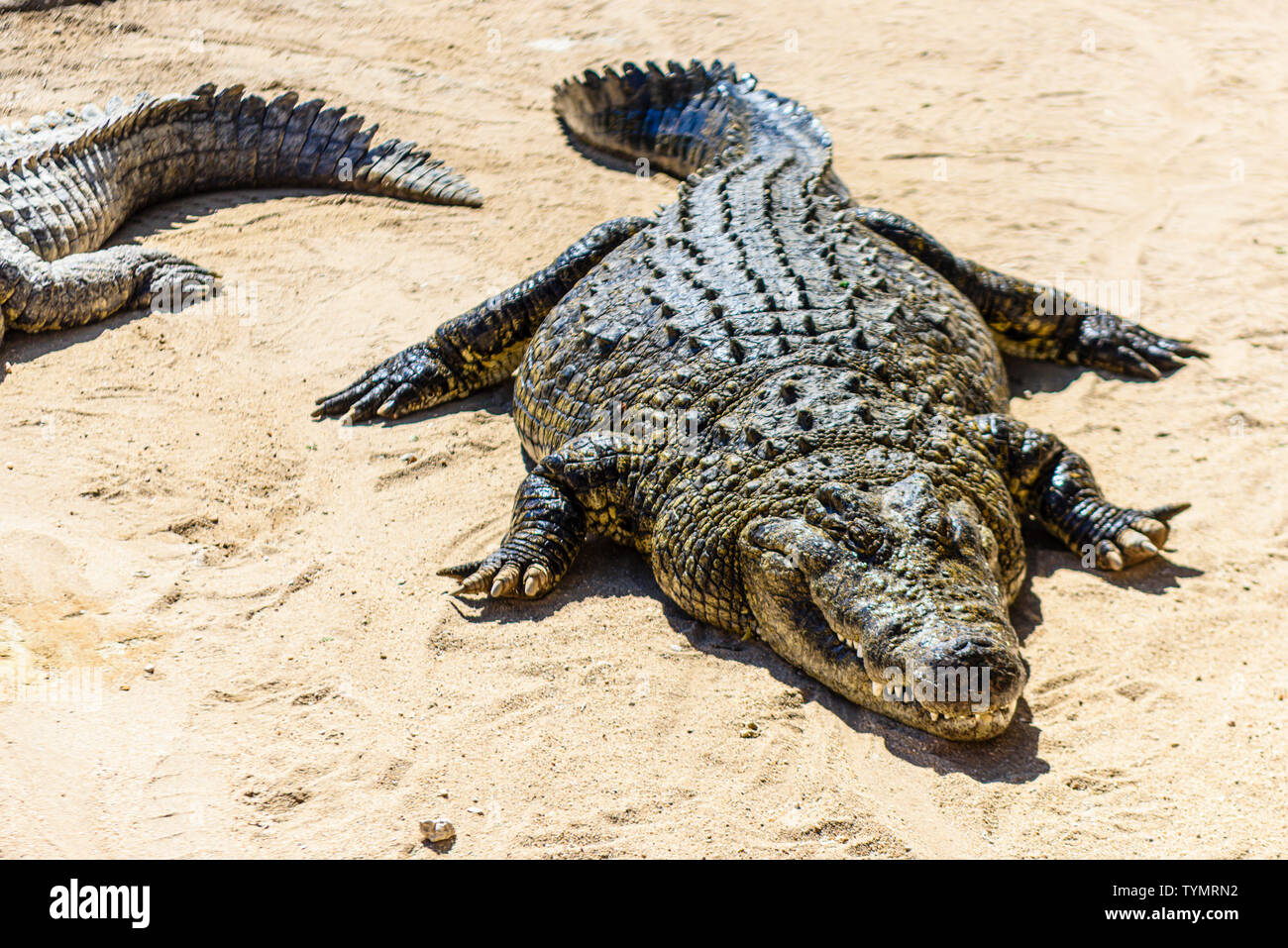 Predatory Reptile High Resolution Stock Photography and Images - Alamy