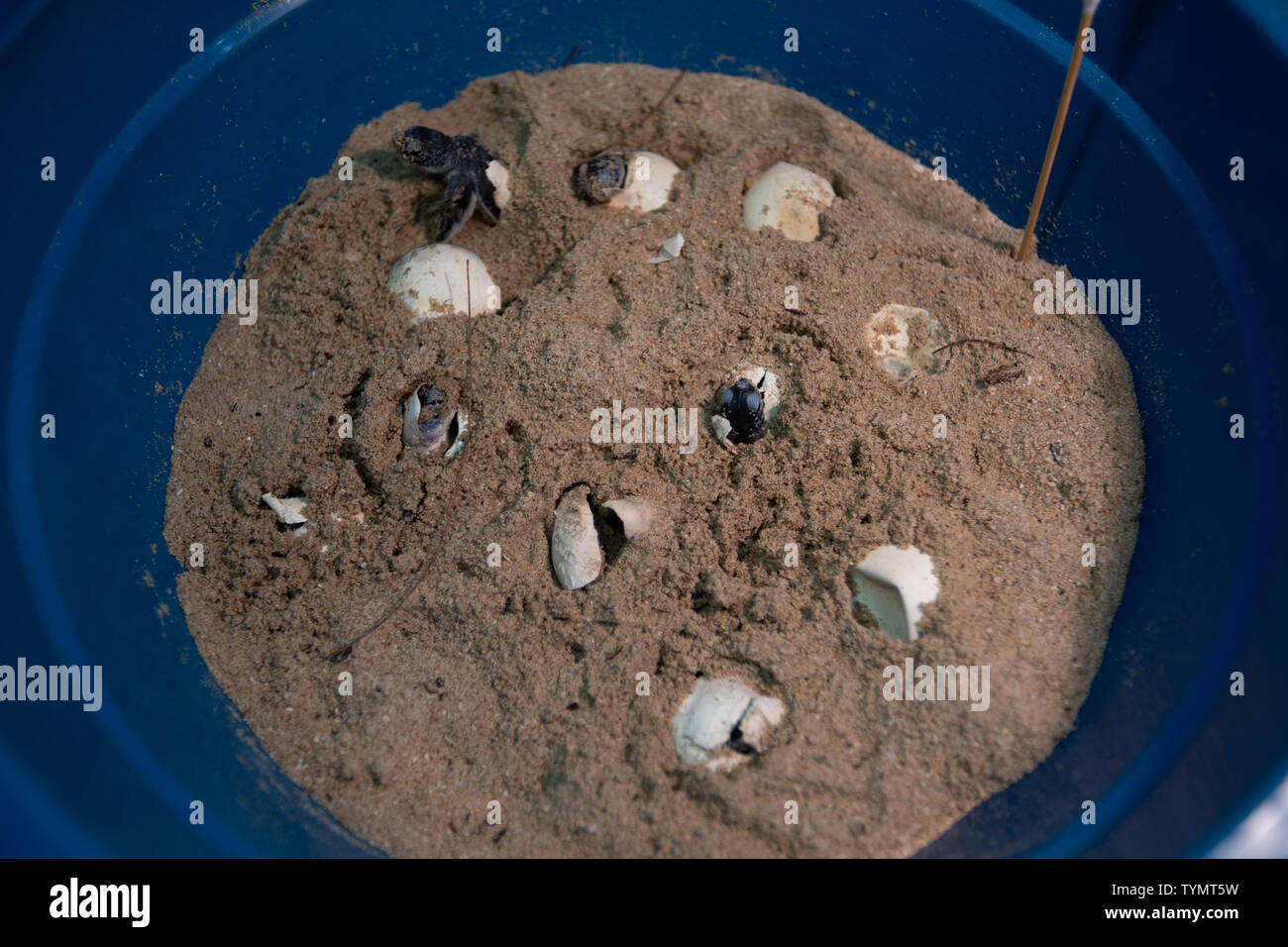 Little sea turtles hatching from eggs Stock Photo - Alamy