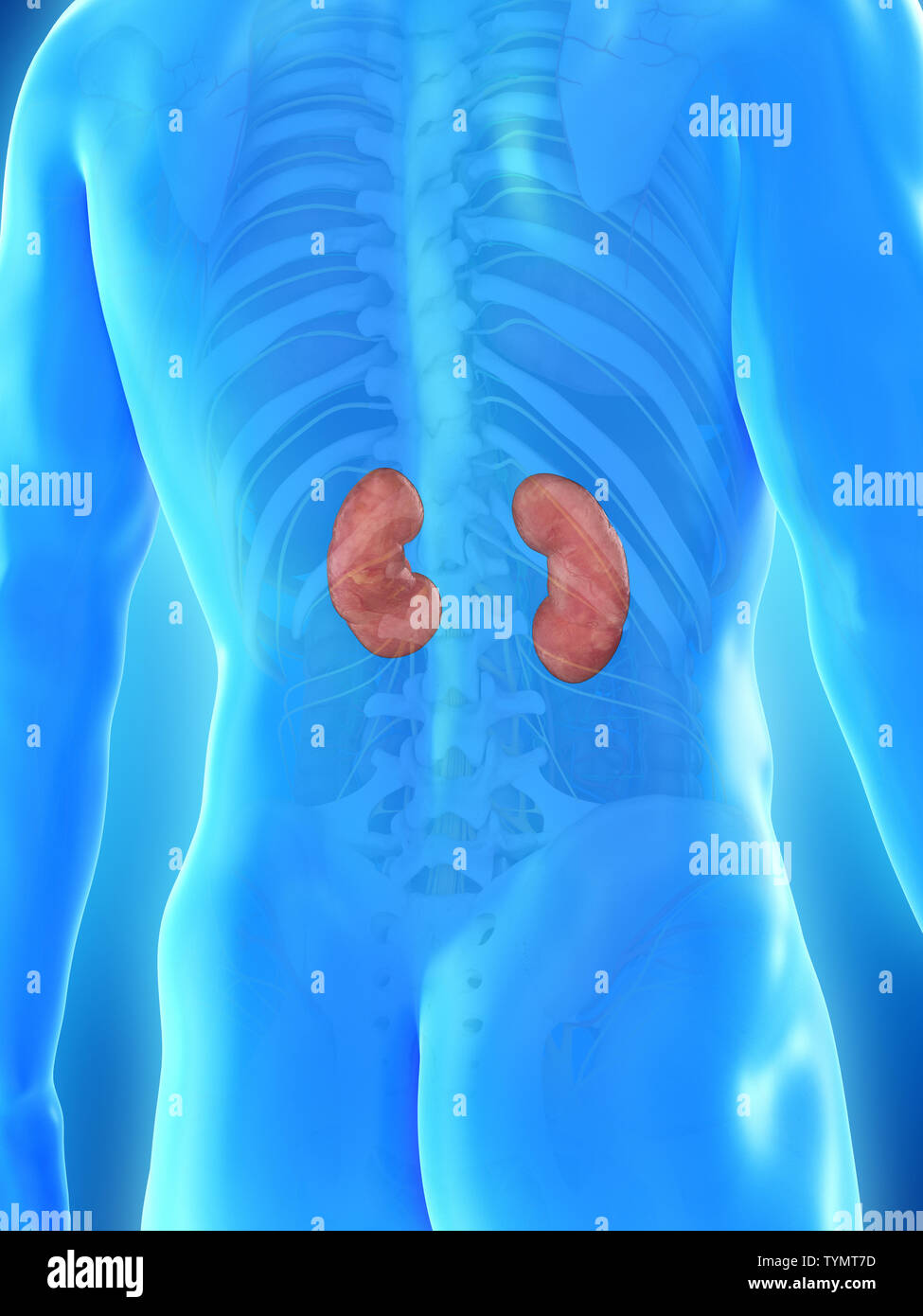 3d rendered medically accurate illustration of a mans kidneys Stock ...