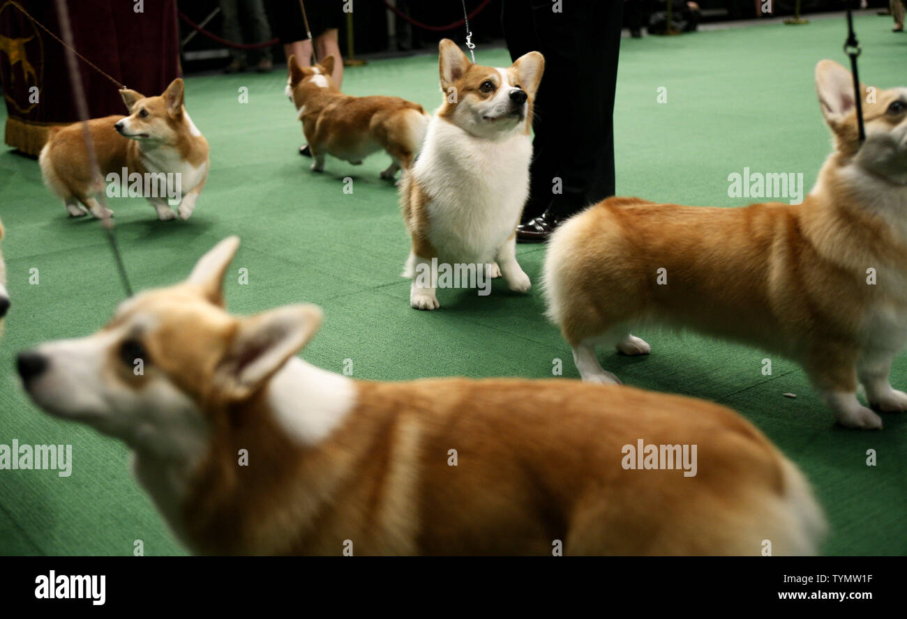 Pembroke Welsh Corgis are shown at the 136th annual Westminster Kennel ...