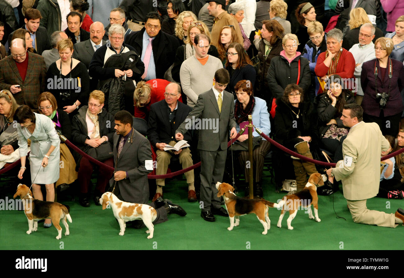 Thirteen-inch Beagles are judged as the audience looks on at the 136th ...