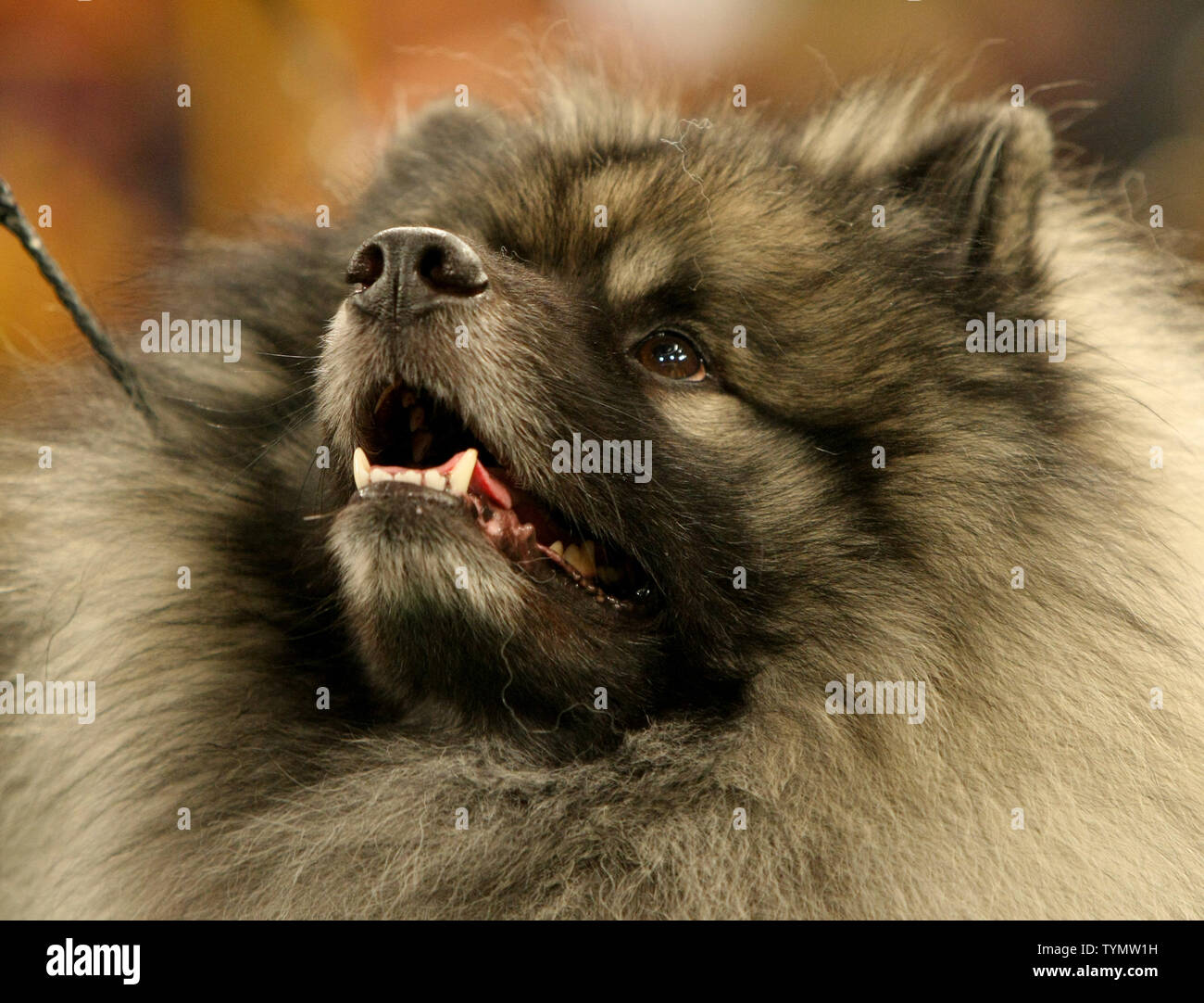 Keeshonden hi-res stock photography and images - Alamy