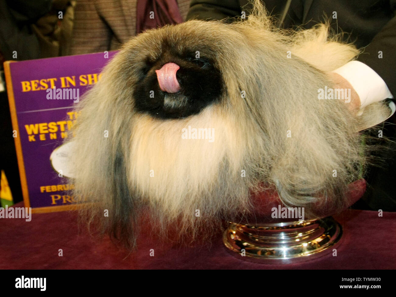 Pekingese malachy hi-res stock photography and images - Alamy