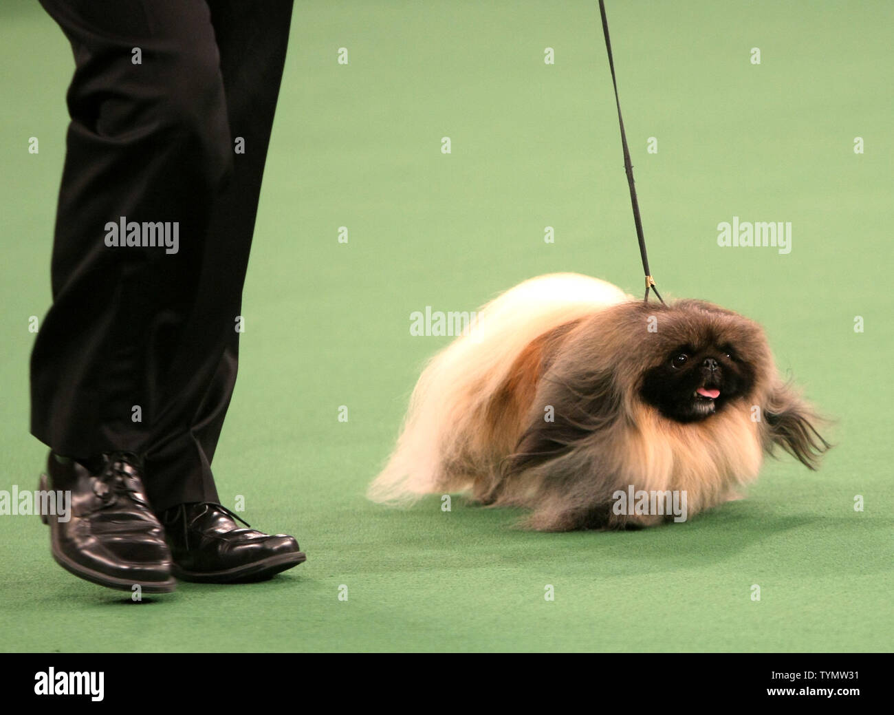 Malachy, a Pekingese, is walked by his co-owner and handler David ...
