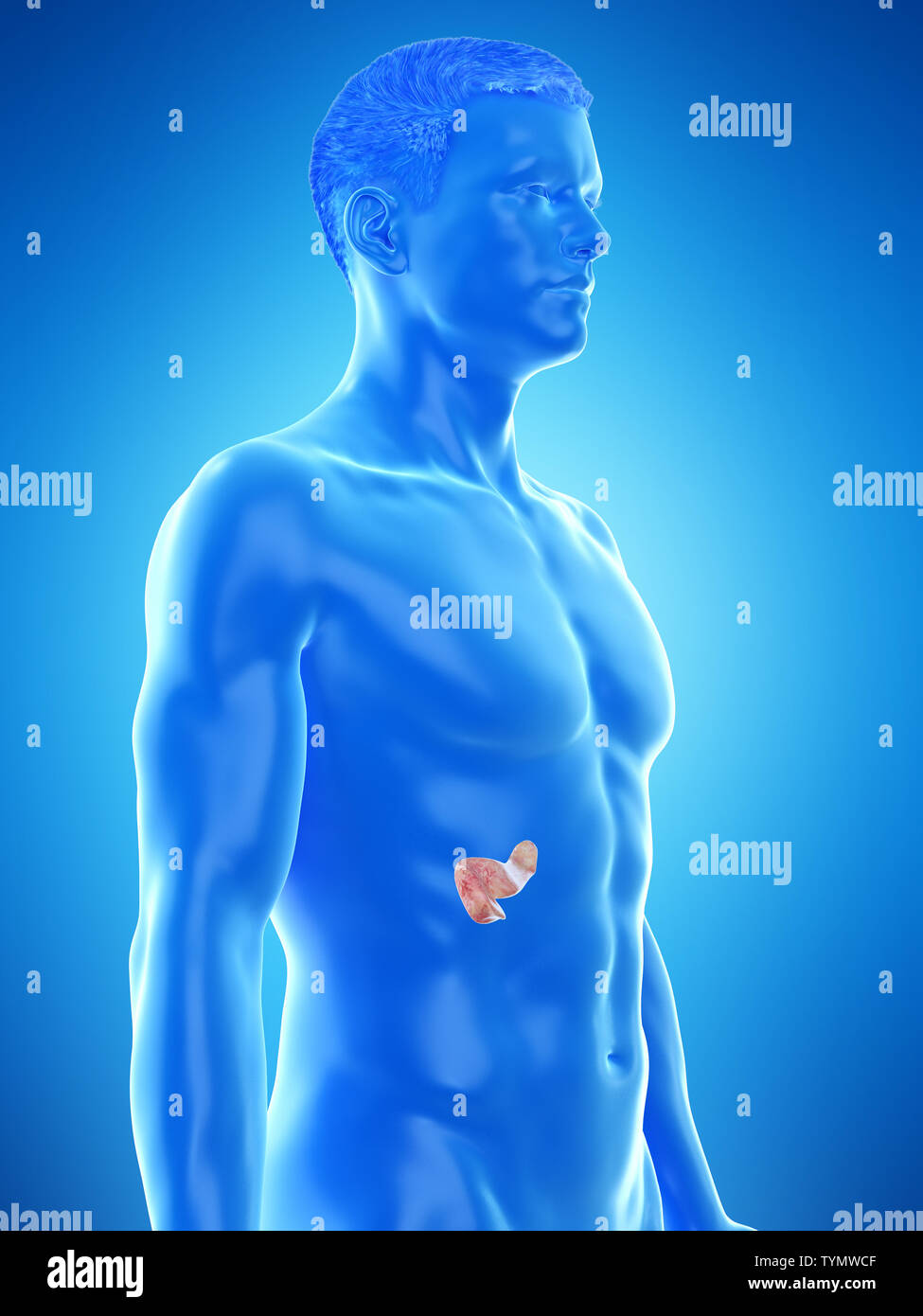 3d rendered medically accurate illustration of a mans pancreas Stock ...