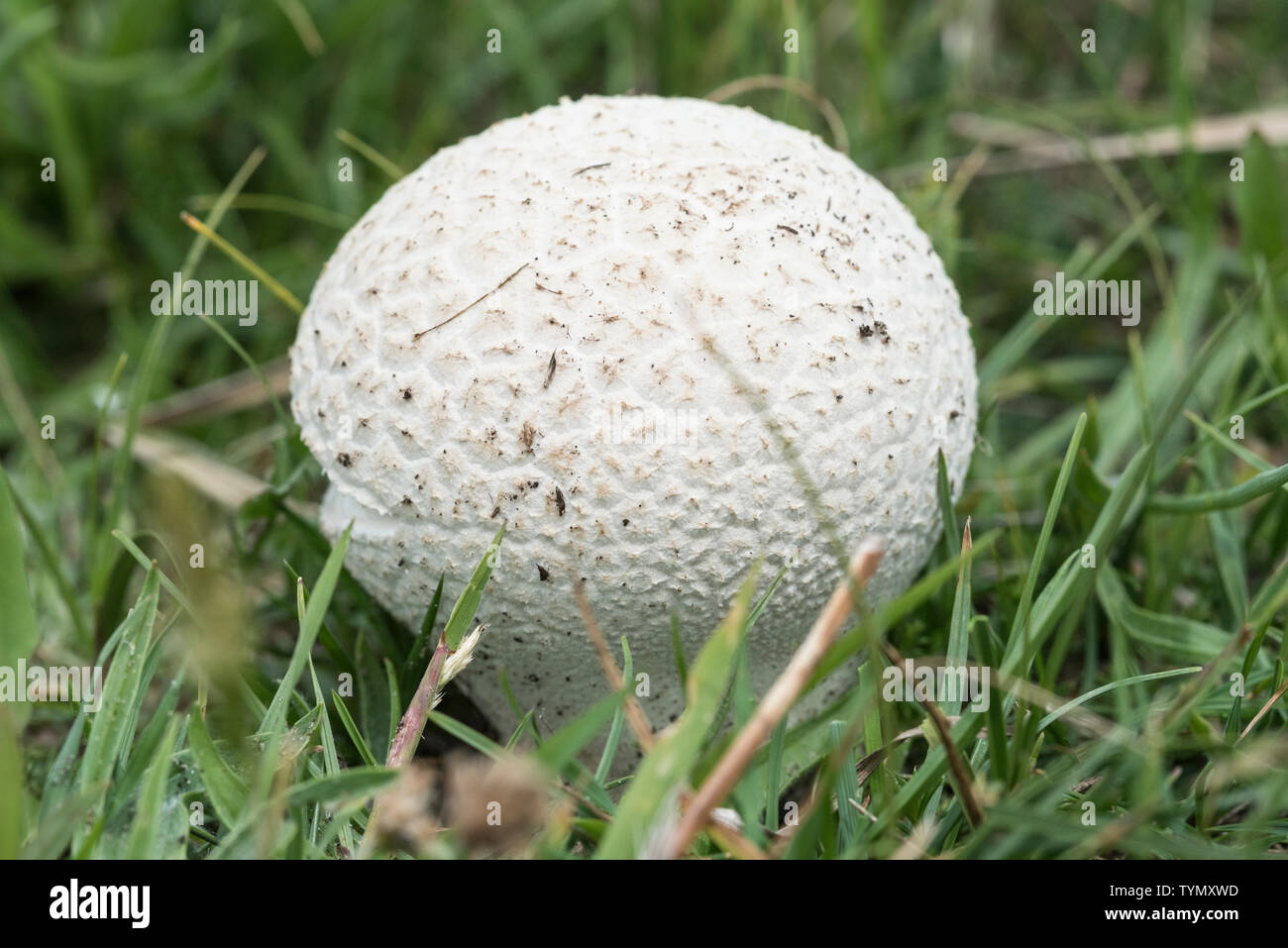 Puffball (probably the Mosaic Puffball - Handkea utriformis Stock Photo ...