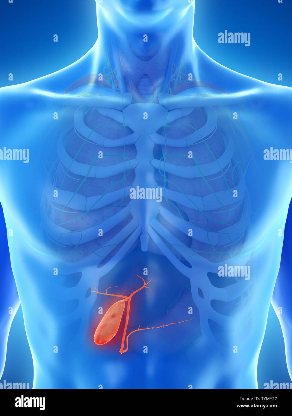 3d rendered medically accurate illustration of a mans gallbladder Stock ...