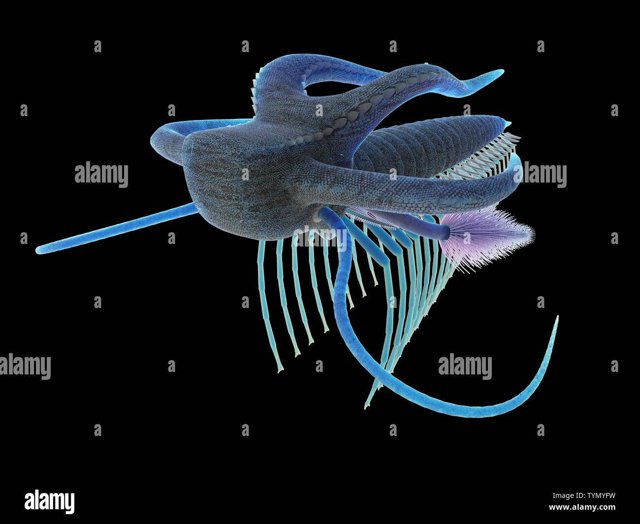 3d rendered illustration of a pre-historic marine creature - marella ...