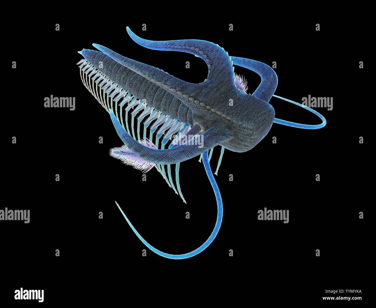 3d rendered illustration of a pre-historic marine creature - marella ...