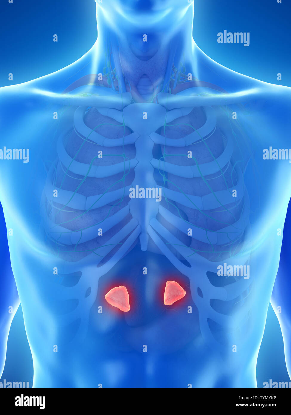 3d rendered medically accurate illustration of a mans adrenal glands ...