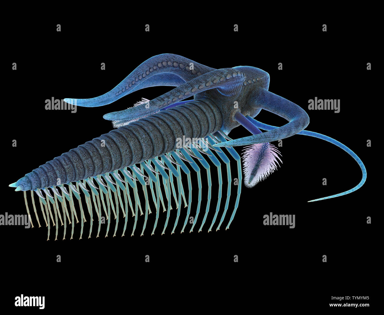 3d rendered illustration of a pre-historic marine creature - marella ...