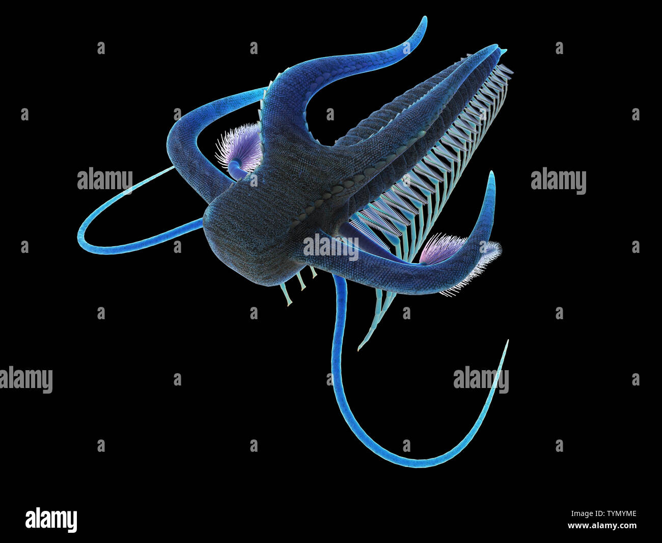 3d rendered illustration of a pre-historic marine creature - marella ...