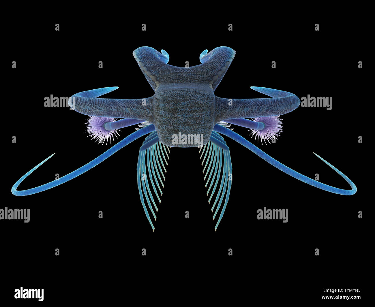 3d rendered illustration of a pre-historic marine creature - marella ...