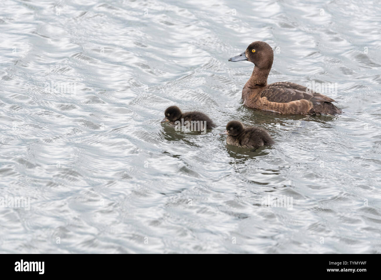 Female Tufted Duck (Aythya fuligula) with two chicks/ ducklings Stock ...