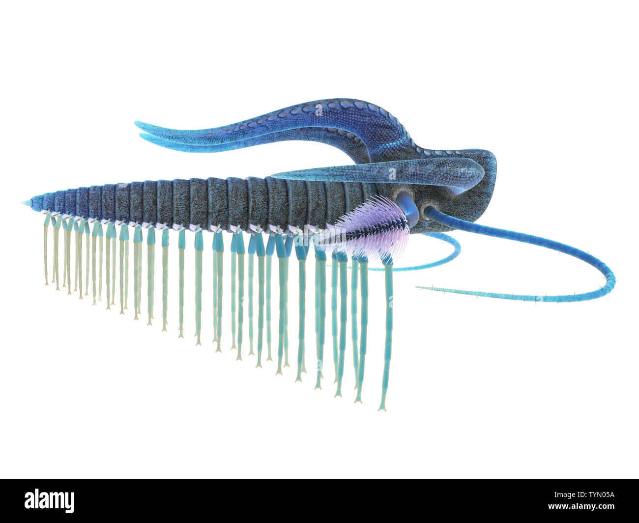 3d rendered illustration of a Marella Stock Photo - Alamy