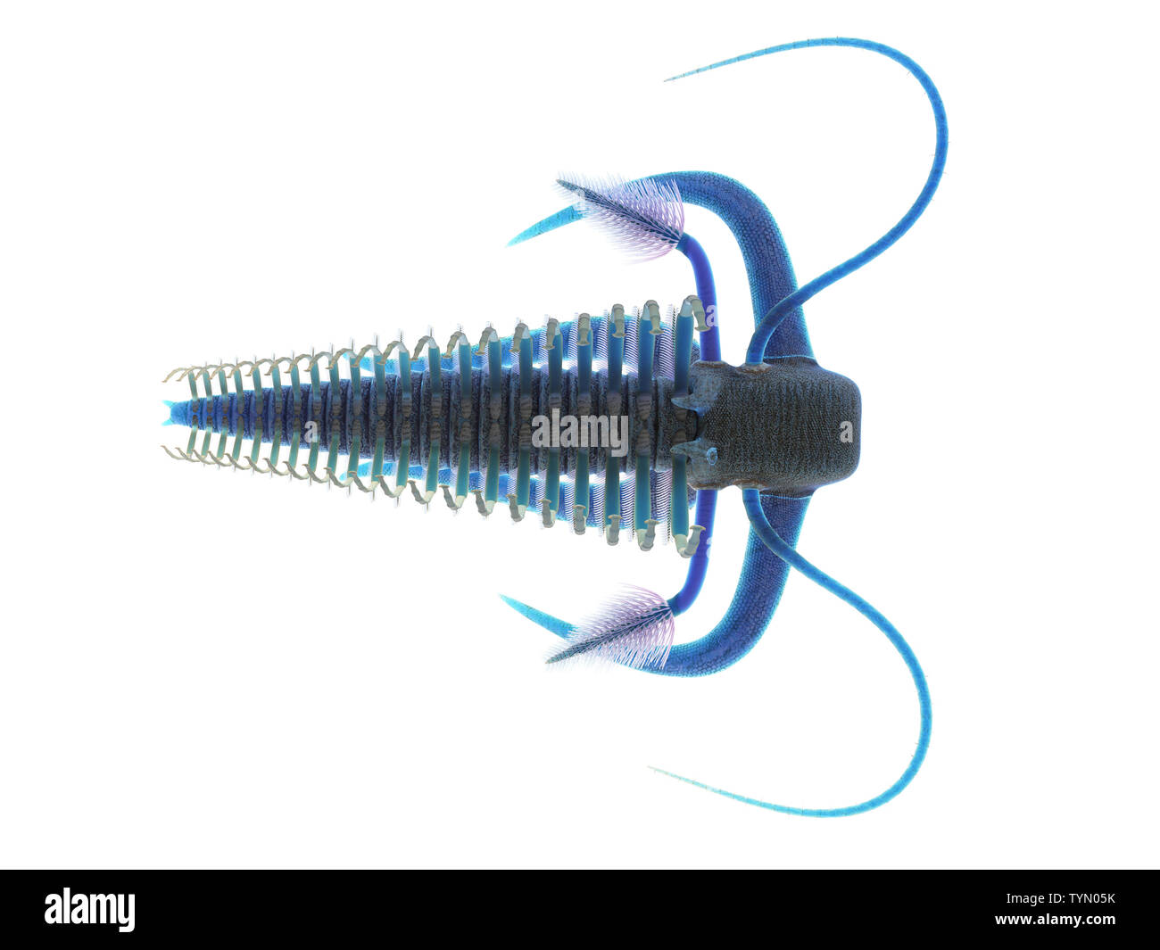 3d rendered illustration of a Marella Stock Photo - Alamy