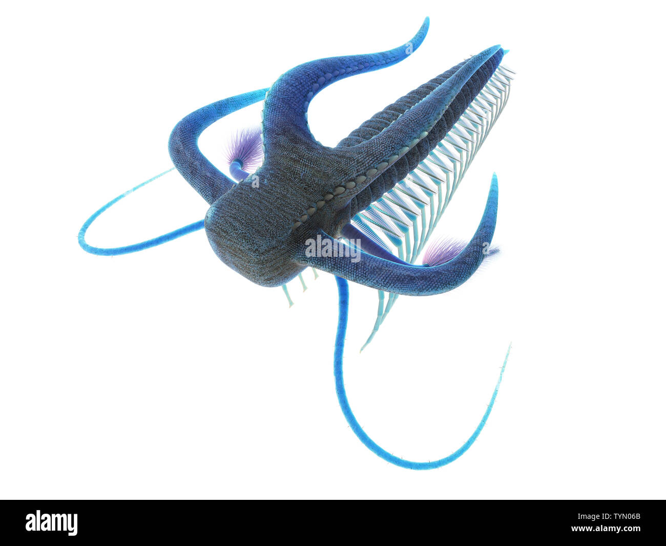 3d rendered illustration of a Marella Stock Photo - Alamy