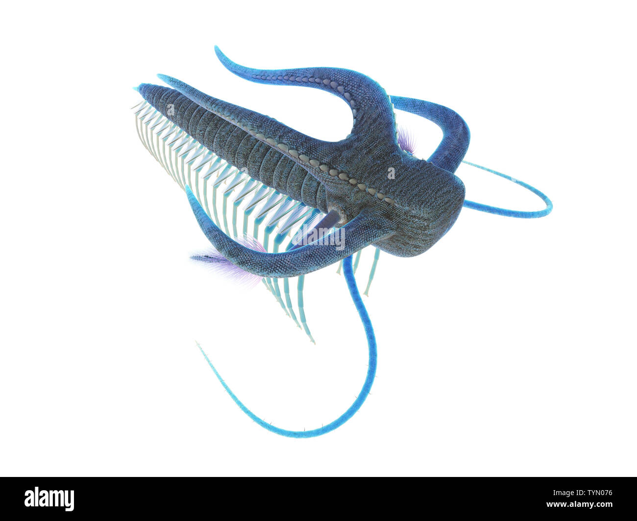 3d rendered illustration of a Marella Stock Photo - Alamy