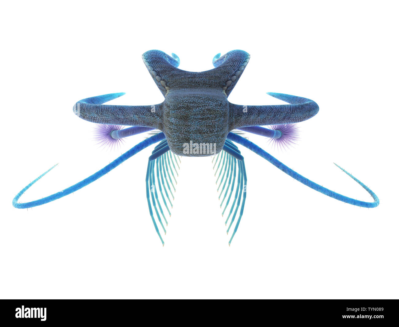 3d rendered illustration of a Marella Stock Photo - Alamy