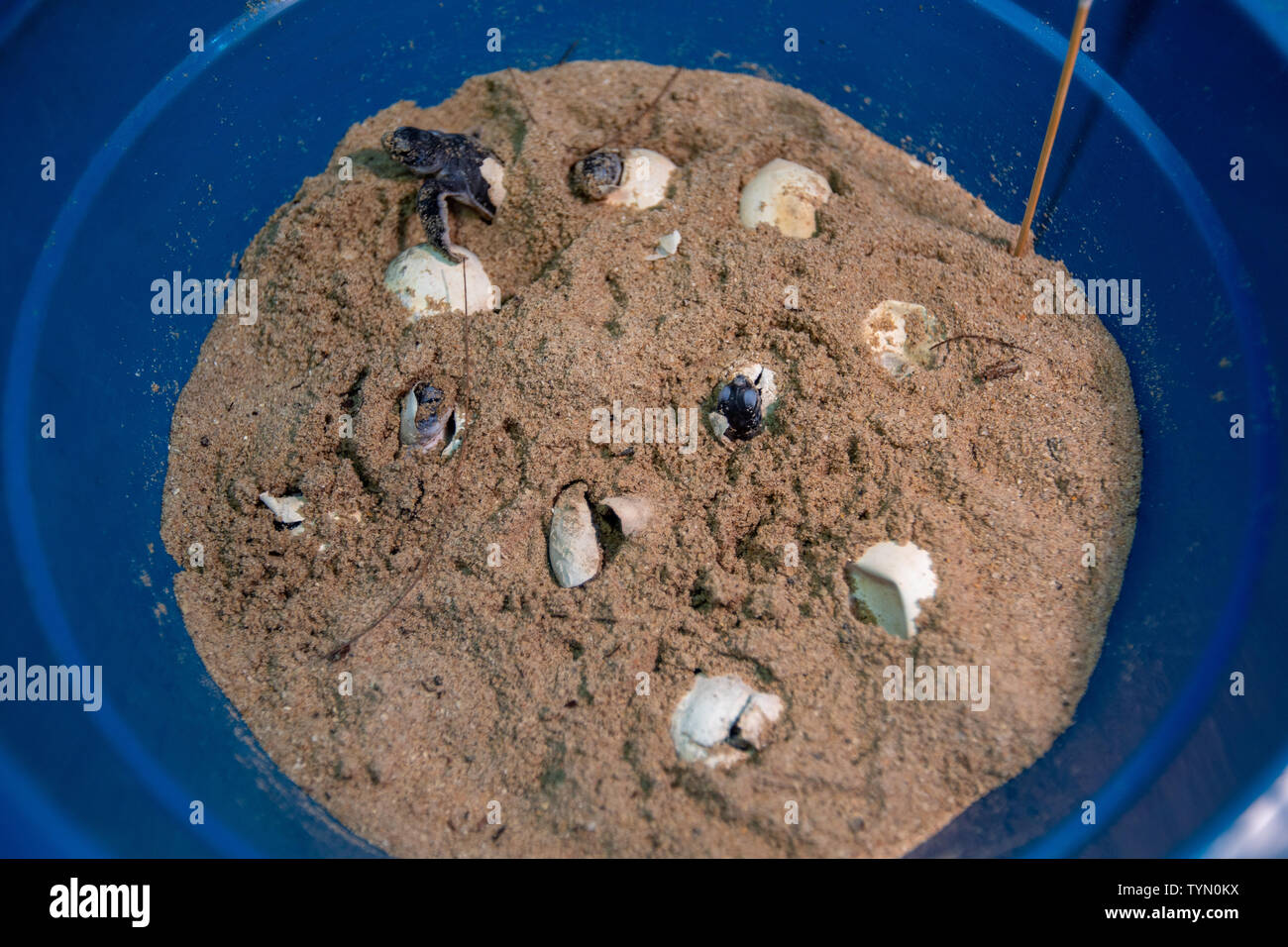 Little sea turtles hatching from eggs Stock Photo - Alamy
