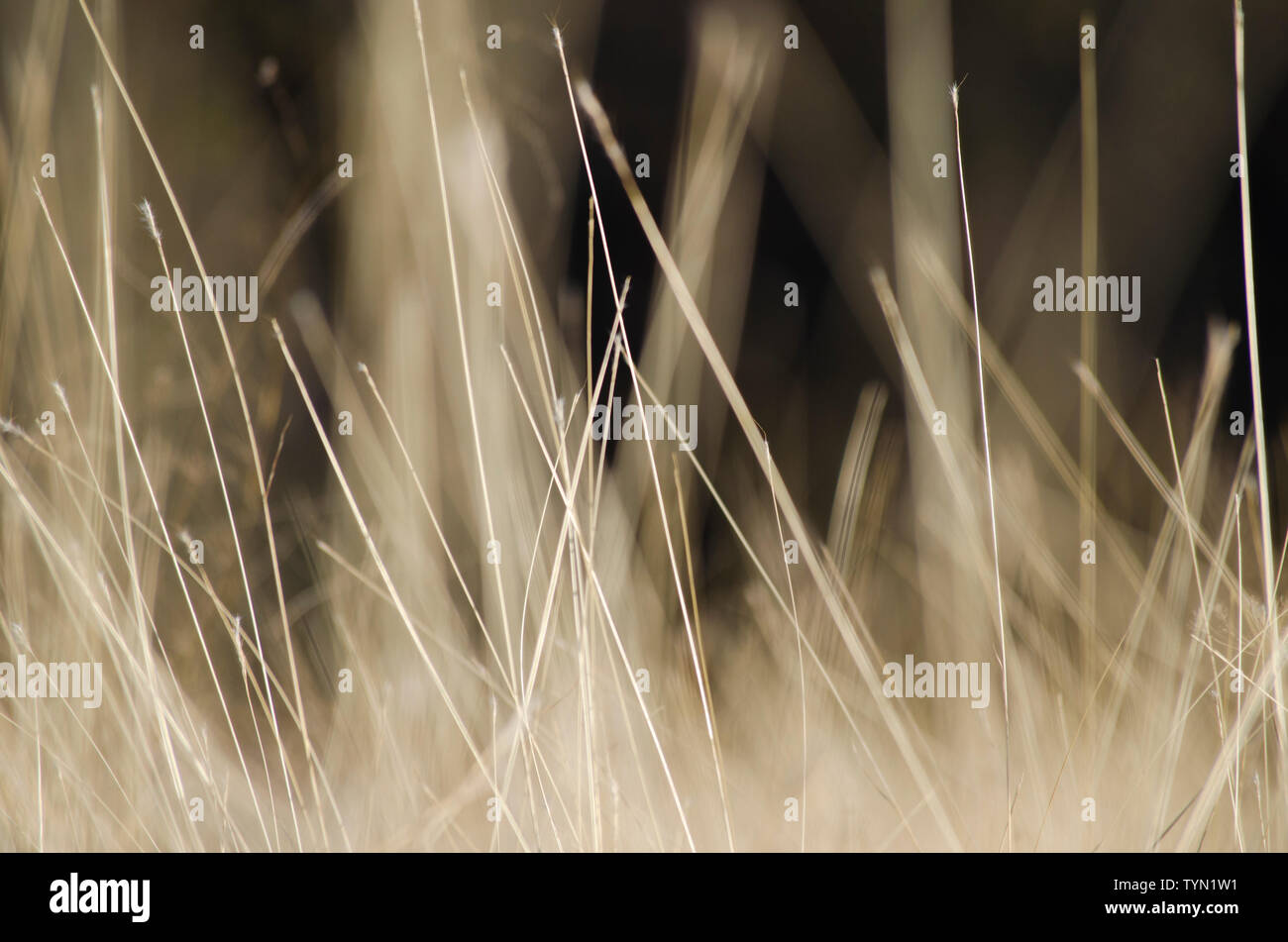 Abstract natural background with wild brown grass Stock Photo - Alamy