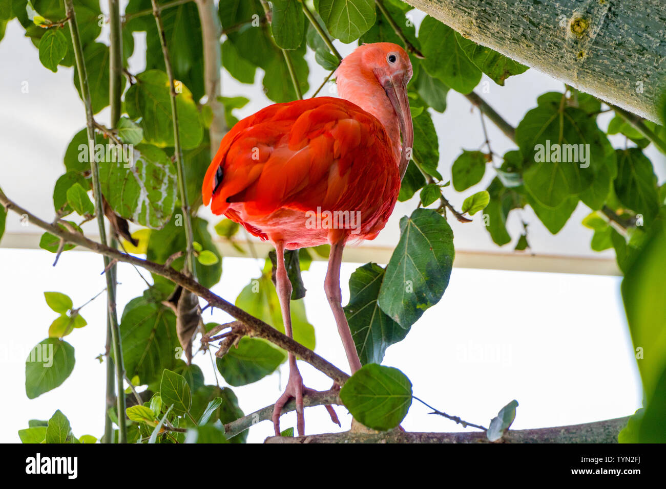 Bird close up, Scarlet Ibis, Eudocimus ruber tropical wader Stock Photo ...