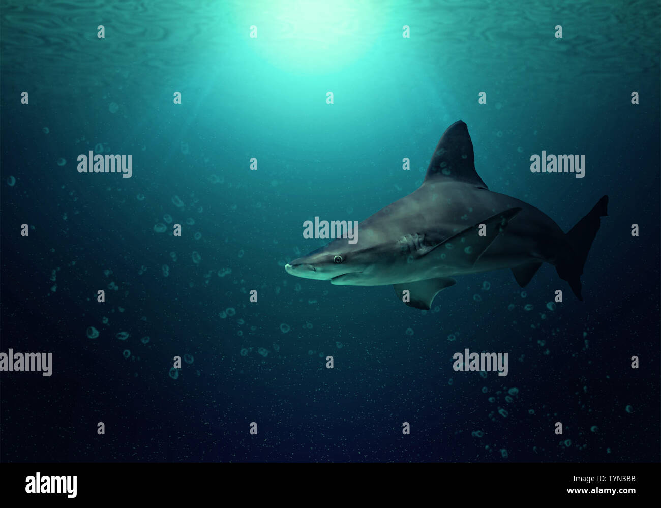 Big sharks and fishes in the clear blue water of Indian ocean. There is ...