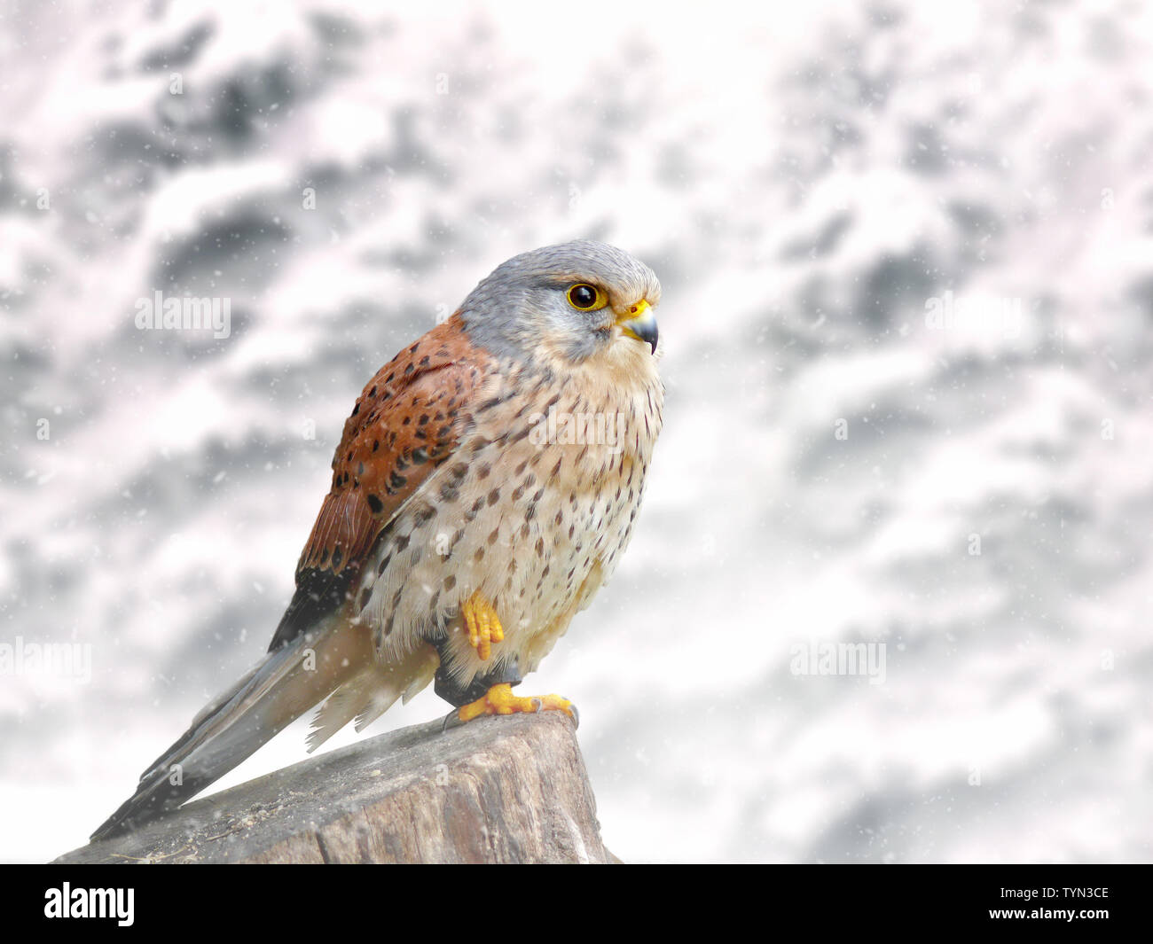 Common kestrel Falco tinnunculus in the snowy mountains. There are ...