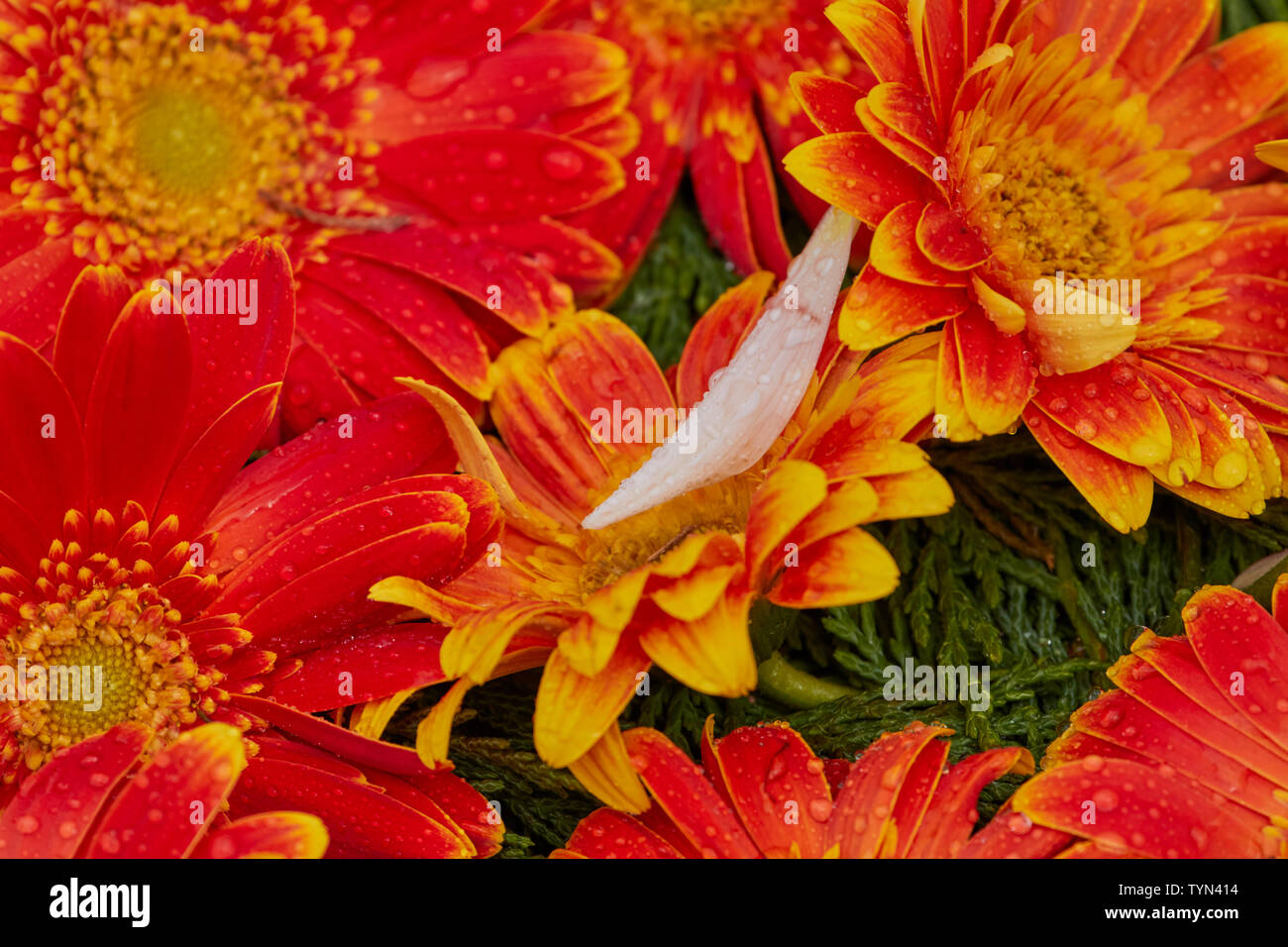 Corpus Christy religious celebration with flower decorations, funchal ...