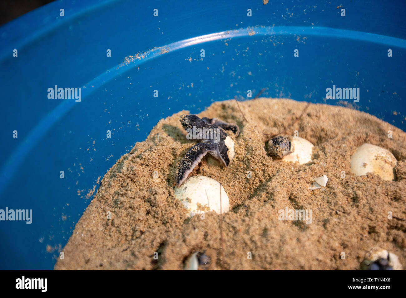 Little sea turtles hatching from eggs Stock Photo - Alamy