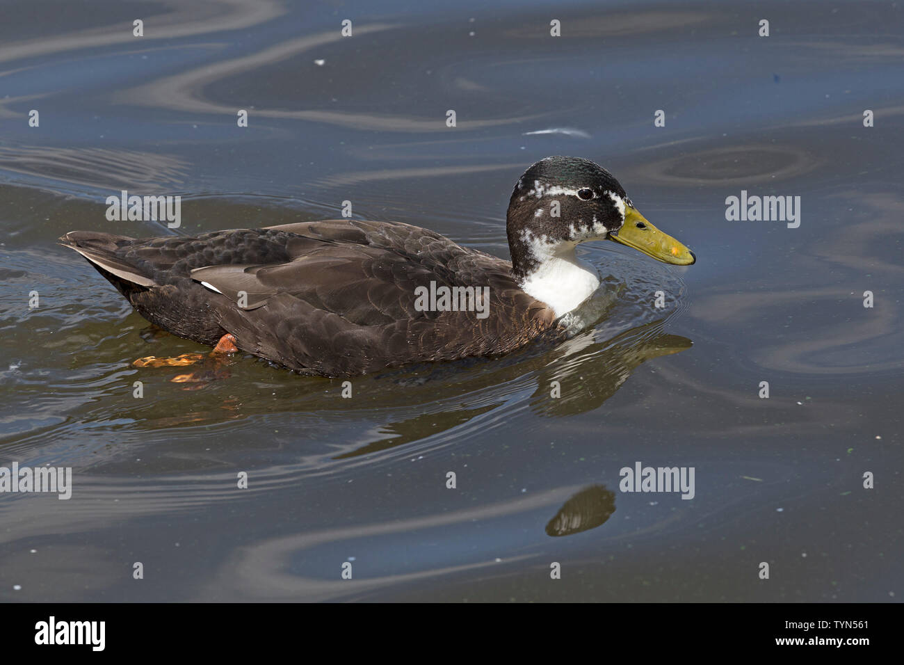 duck, Inner Alster, Hamburg, Germany Stock Photo - Alamy