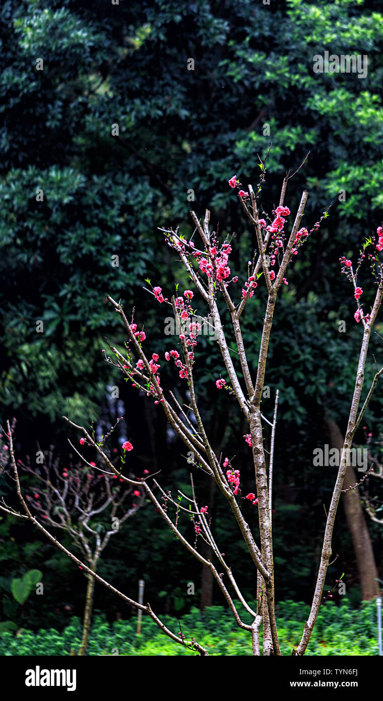 Temple fairs, Chinese New Year, blessings, incense, tulips, food ...