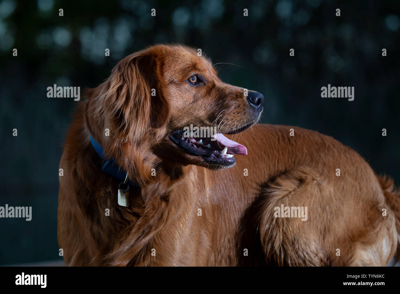 Looking back over his shoulder hi-res stock photography and images - Alamy
