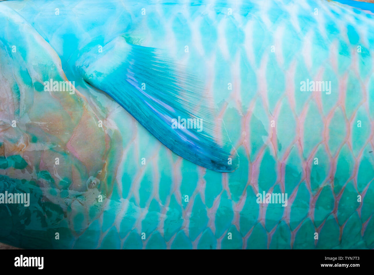 How to skin a fish hi-res stock photography and images - Alamy