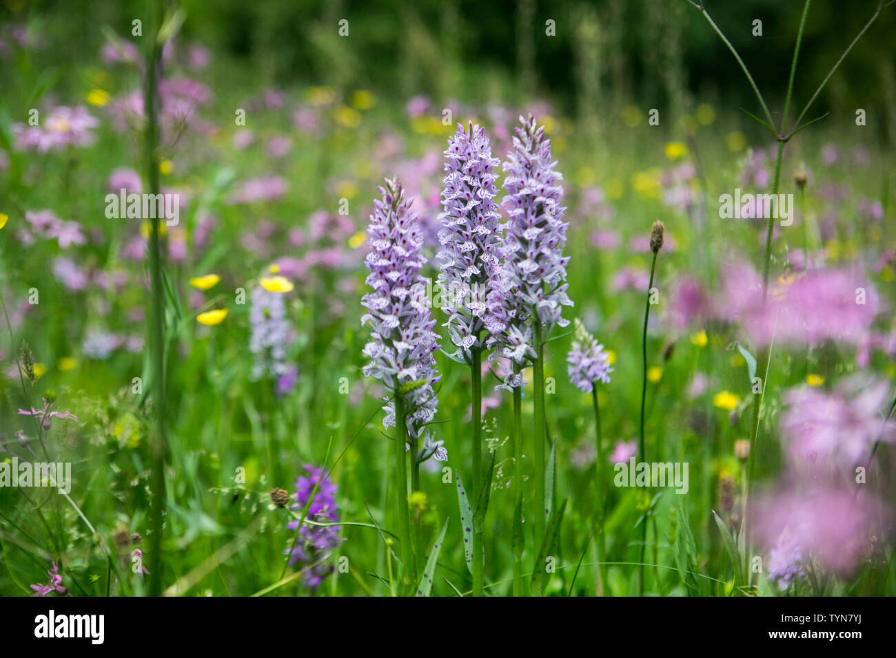 Common spotted orchids Stock Photo - Alamy