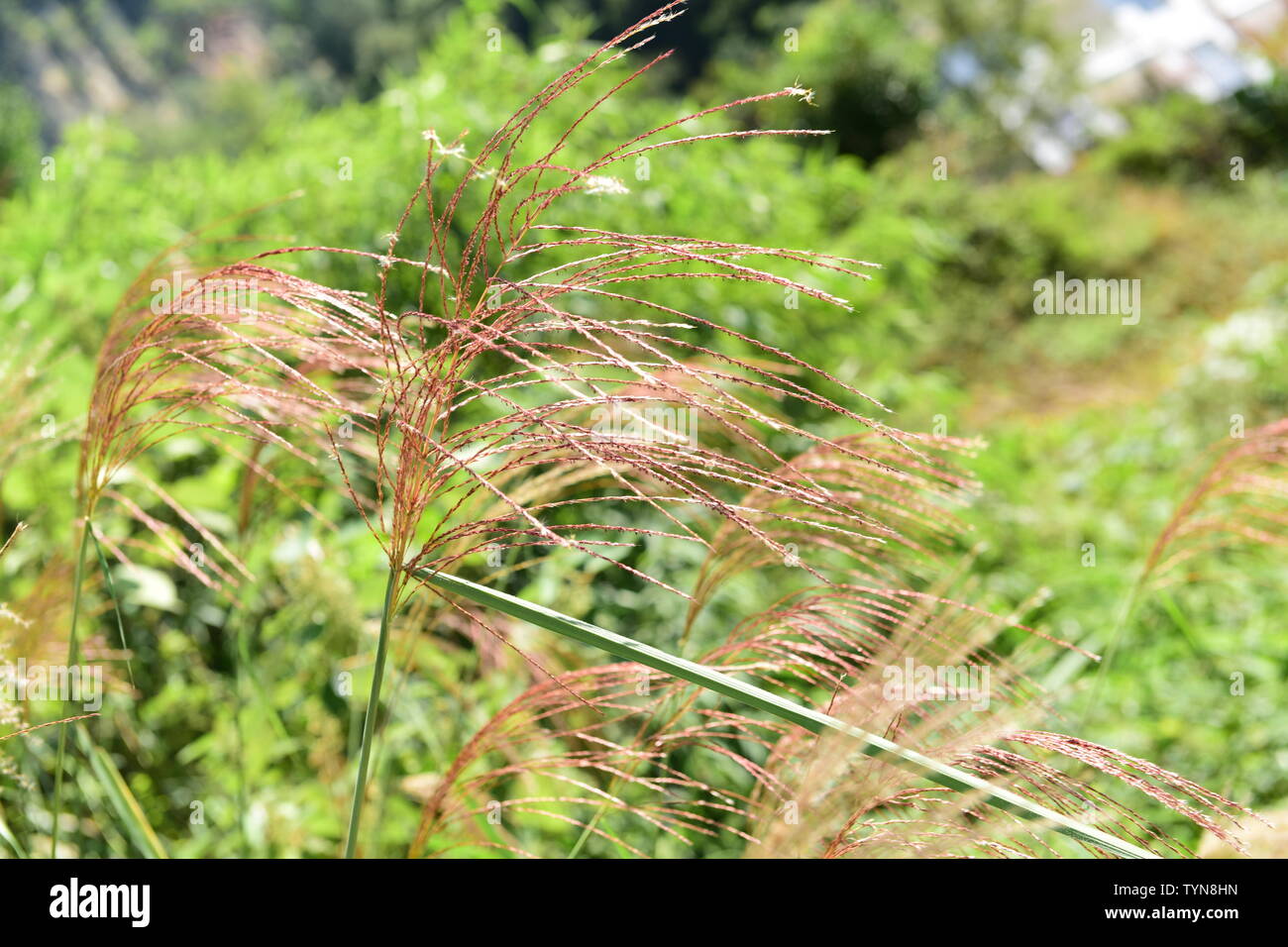 Reed hd hi-res stock photography and images - Alamy