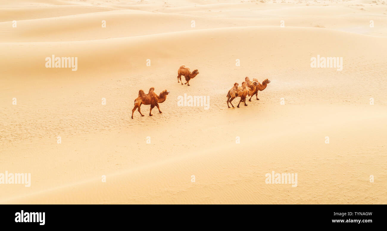 Camel in the desert Stock Photo - Alamy