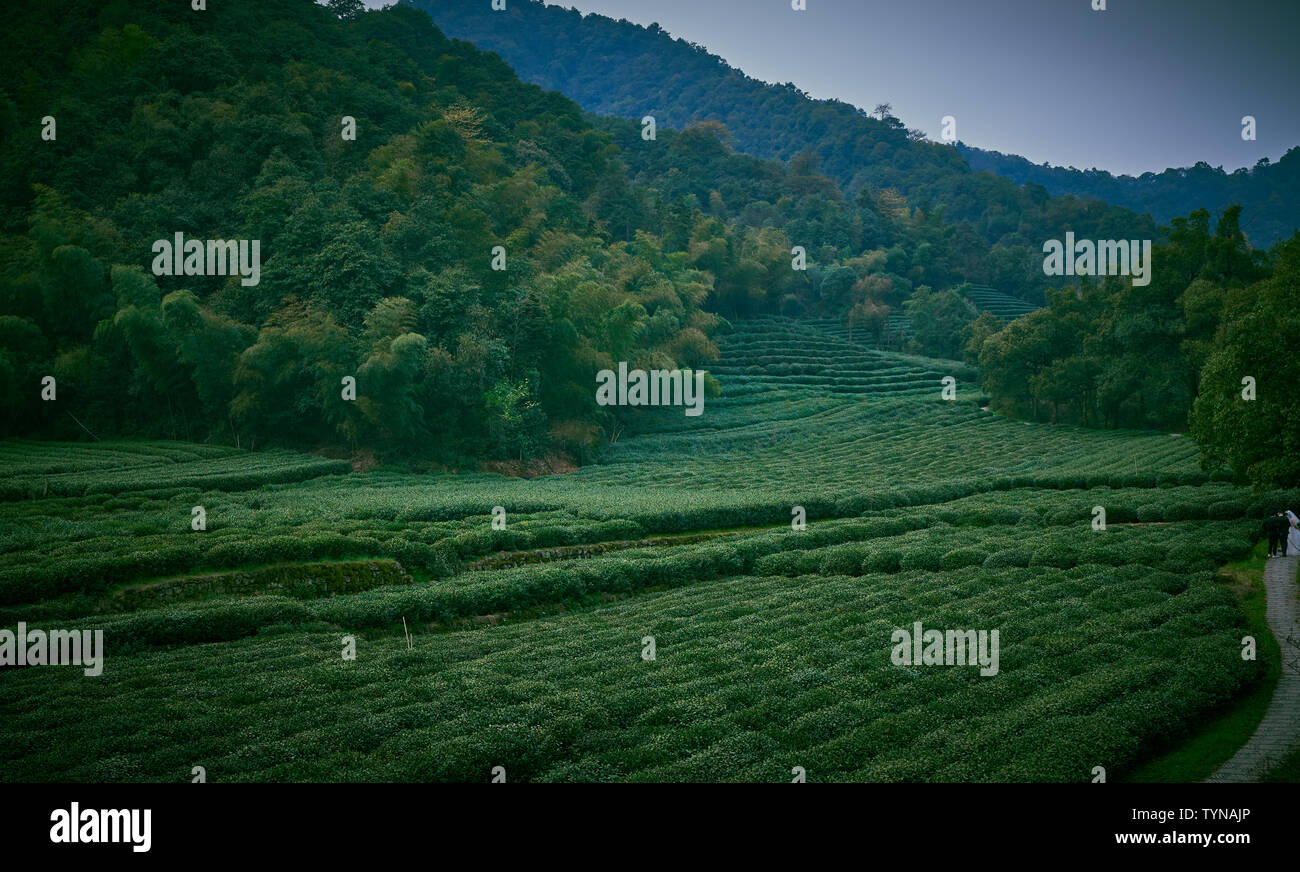 Meijiawu tea garden hi-res stock photography and images - Alamy