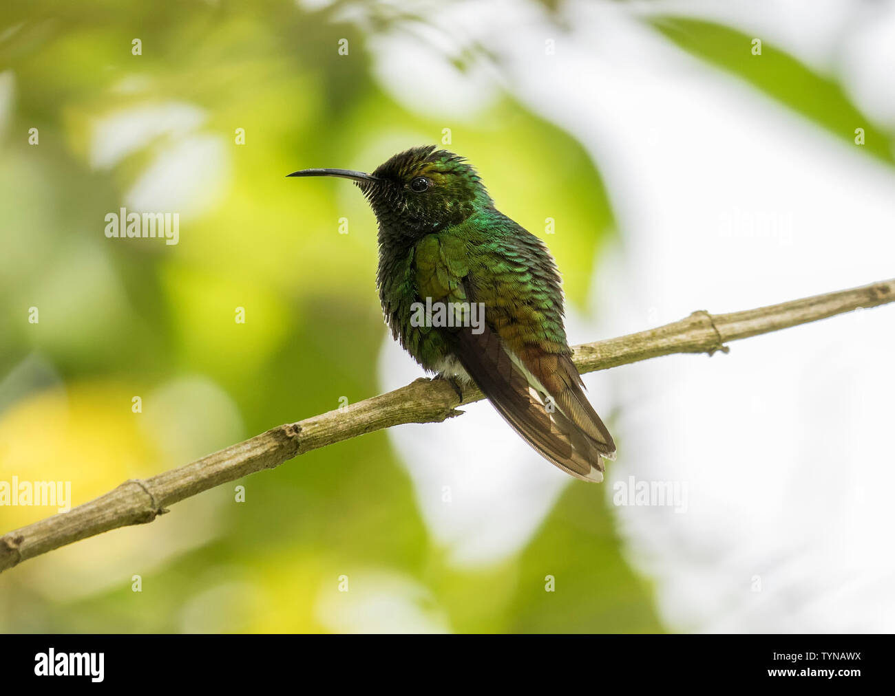 Coppery Headed Emerald Stock Photo - Alamy