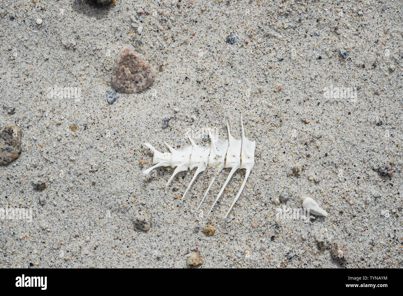 dead , sun bleached fish washed ashore Stock Photo - Alamy