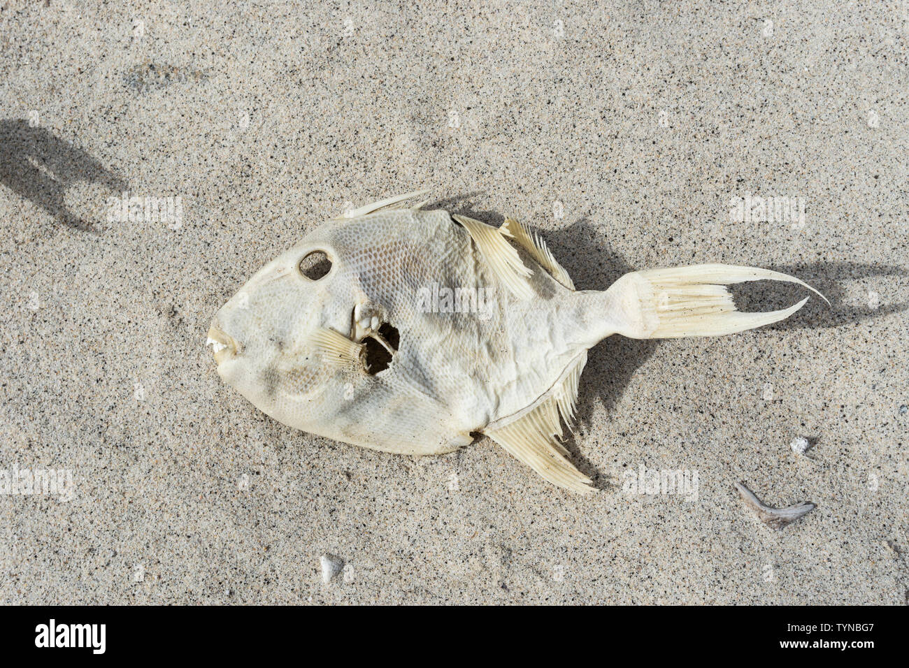 dead , sun bleached fish washed ashore Stock Photo - Alamy