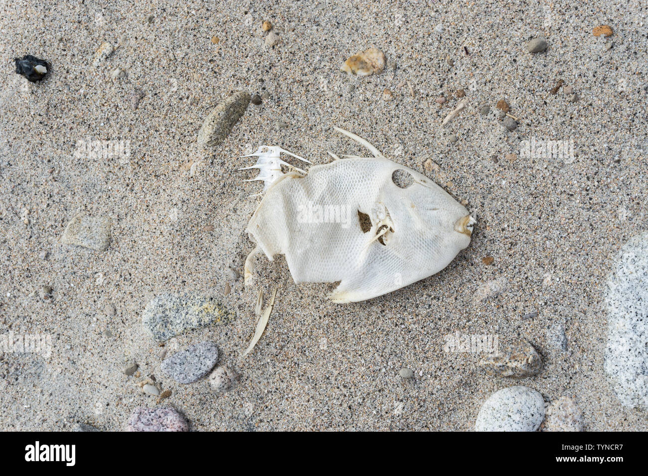 dead , sun bleached fish washed ashore Stock Photo - Alamy